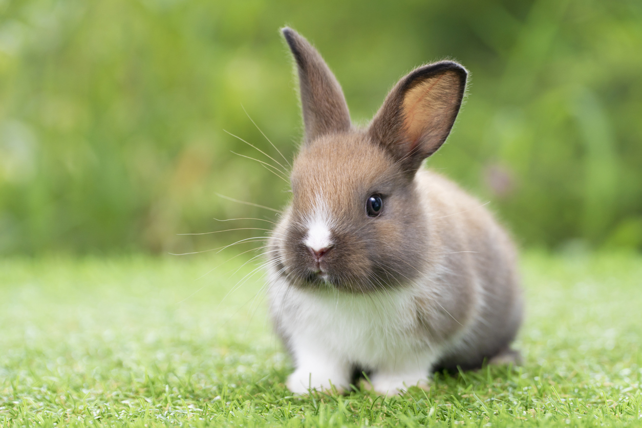 TIC TAC: Encontre o Coelhinho em menos de 10 segundos!